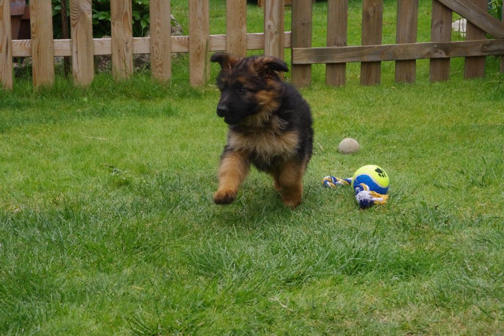 Accueil - Elevage du Sax Ténor - eleveur de chiens Berger Allemand Poil ...